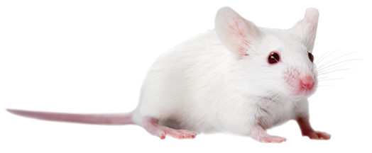 SCID/beige mice: C.B-17/IcrHsd-PrkdcscidLystbg-J mutant mice