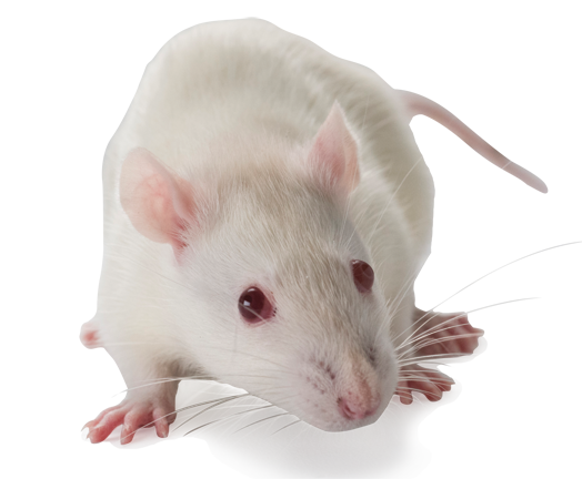 Spontaneously Hypertensive inbred rats: SHR/NHsd