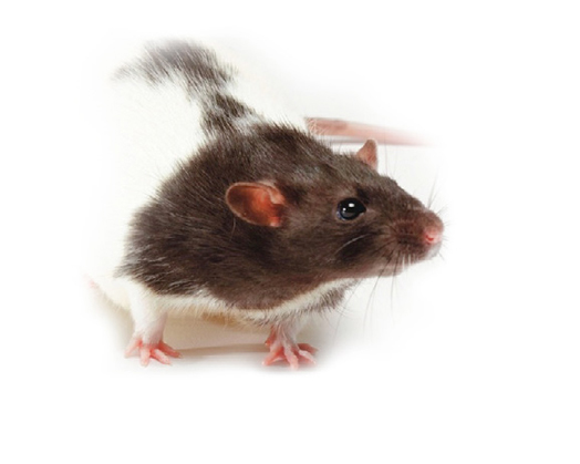 Sst-Cre knockin rats: LEH-SST-creem1sage GEM rats