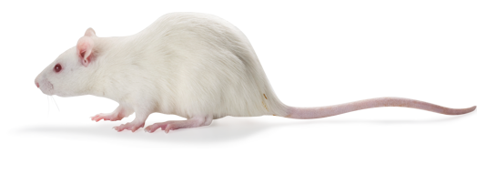 Wistar Furth inbred rats: WF/NHsd