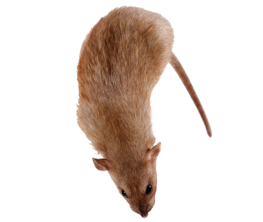 Brown Norway inbred rats: BN/RijHsd