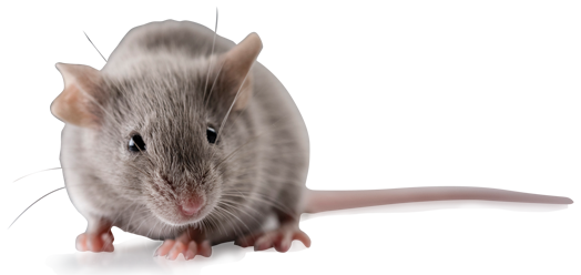 CBA inbred mice: CBA/JCrHsd