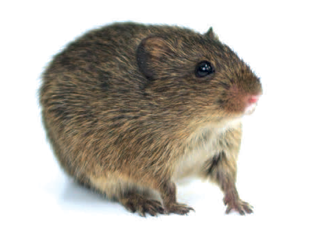 Cotton rats: Hsd:Cotton Rat