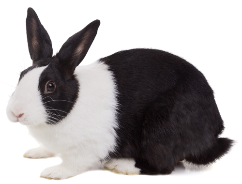 Dutch Belted rabbits: HsdHra:(DB)