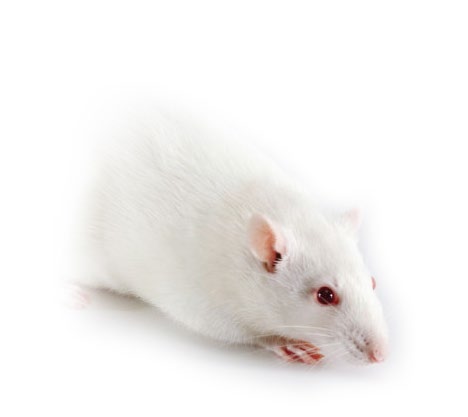 hApoE3 knockin rats: HsdSage:SD-ApoE3em1(hApoE3)Sage GEM rats