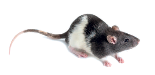 Athymic nude rats: Hsd:RH-Foxn1rnu/Foxn1+ mutant rats