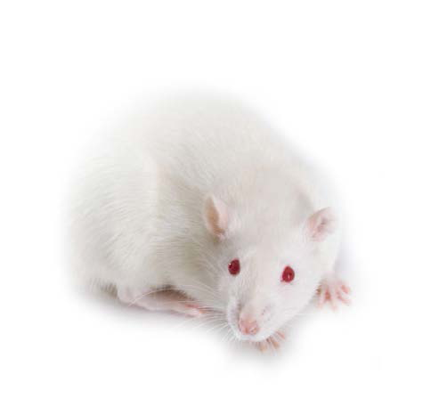 mGluR5 knockout rats: HsdSage:SD-Grm5em1Sage GEM rats