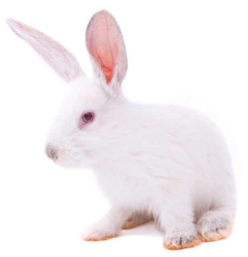 New Zealand White rabbits: HsdOkd:NZW