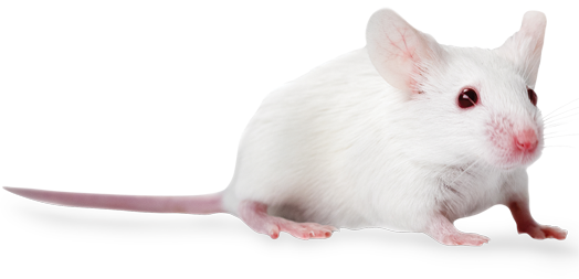 NOD.SCID mice: NOD.CB17-Prkdcscid/NCrHsd mutant mice
