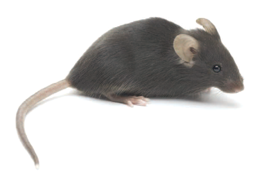 NZB inbred mice: NZB/OlaHsd