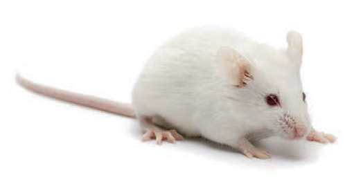 NZW inbred mice: NZW/OlaHsd