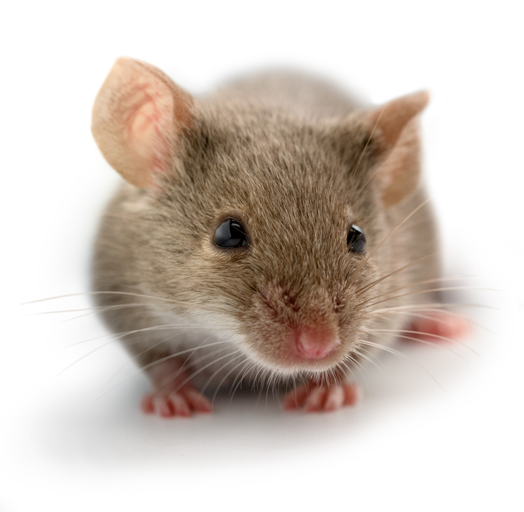 Rag2-Il2rg Double Knockout Mice (R2G2®): B6;129-Rag2em1FwaII2rgem1Rsky ...