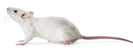 SCID mice: C.B-17/IcrHan®Hsd-Prkdcscid mutant mice