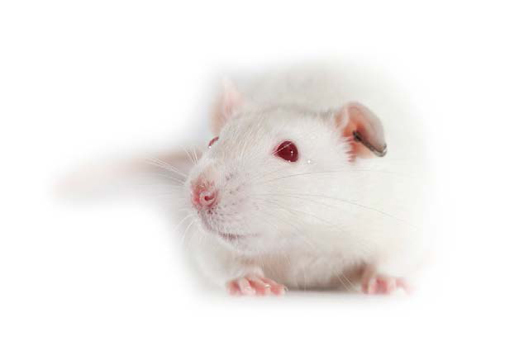 Trpv1 knockout rats: HsdSage:SD-Trpv1em1Sage GEM rats