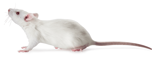 Wistar Kyoto inbred rats: WKY/NHsd