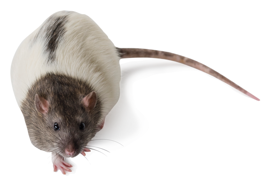 Zucker obese rats: HsdHlr:ZUCKER-Leprfa mutant rats