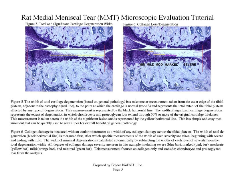 Medial Meniscal Tear-Induced OA (MMT) in Rats