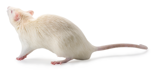 Dahl Salt-Sensitive/Resistant (Rapp) inbred rats: SR/JrHsd