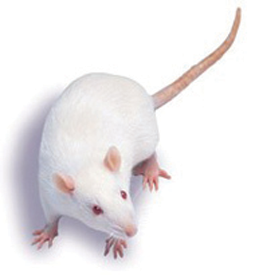 Fischer 344 inbred rats: F344/NHsd