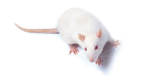 Wistar Han® outbred rats: RccHan:WIST